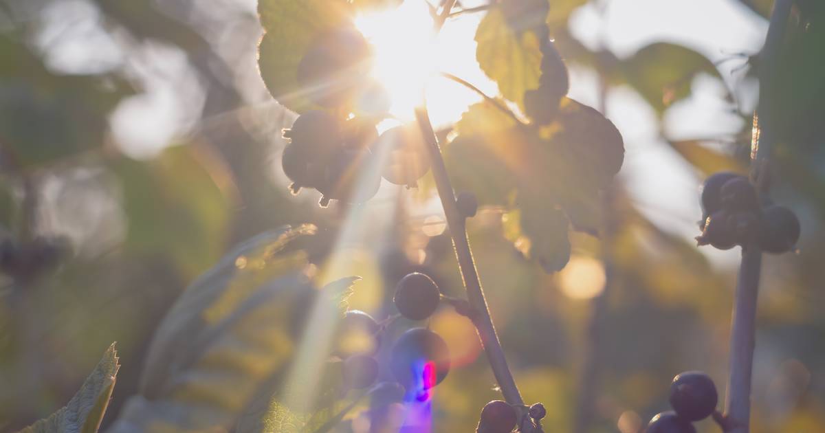 Sådan sylter du pærer og bær så englene synger - Din Avis