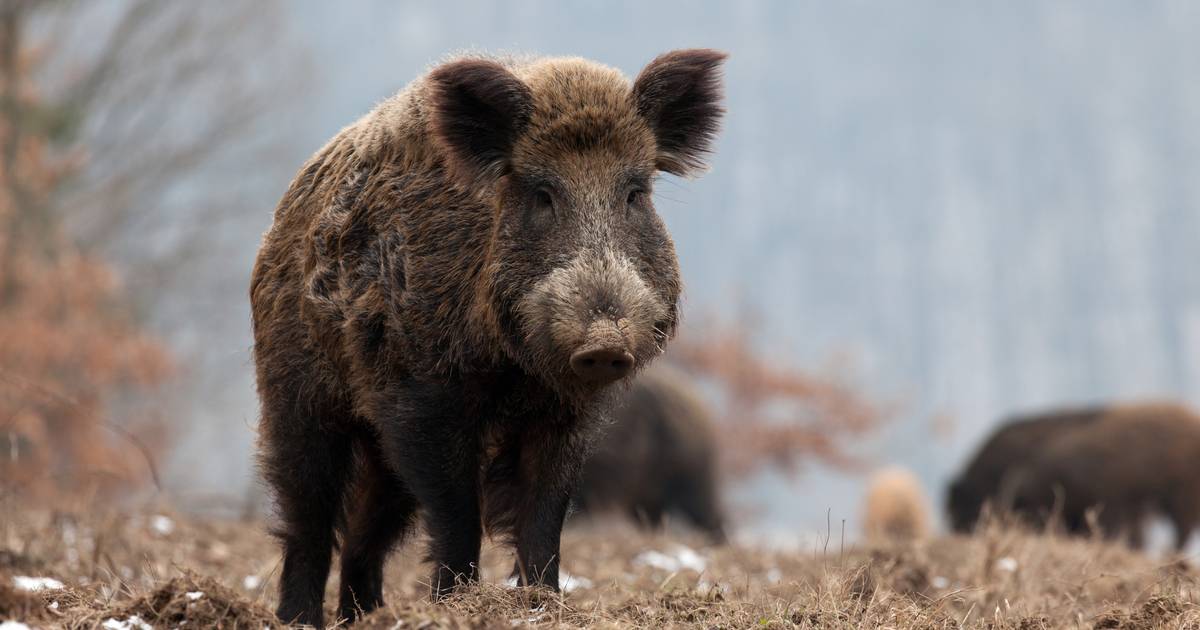 Tyve skød vildsvin: Spektakulær sag trækker tråde til Hammel - Din Avis