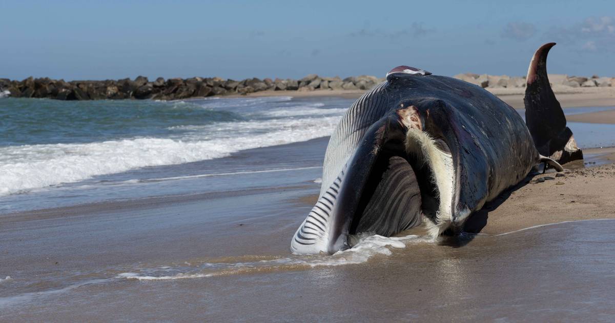 Se de vilde billeder: Hval på 8 meter strandet på dansk kyst
