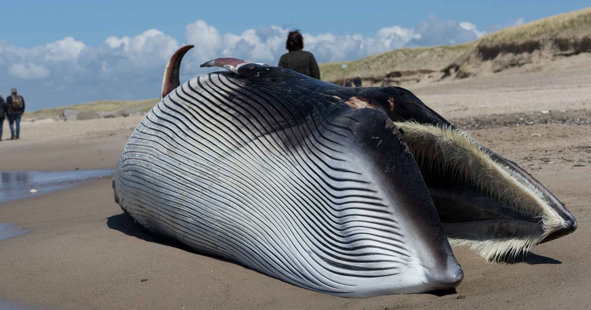 Strandet hval er guld for forskning: Det sker der nu med det store dyr ...