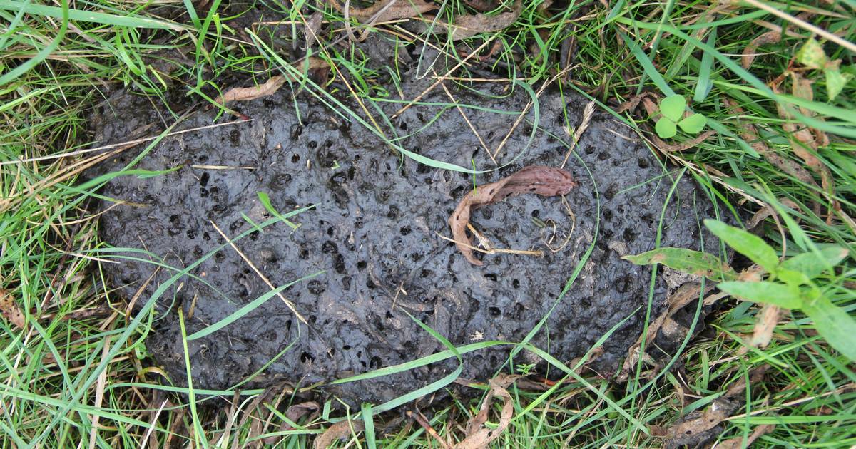 Den vilde brevkasse: Er der liv i lort? - Din Avis