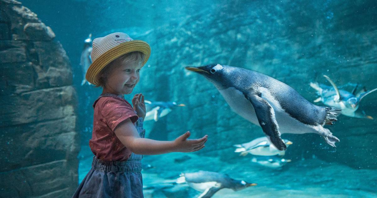 Pingvinanlæg i verdensklasse klar til åbning - Din Avis