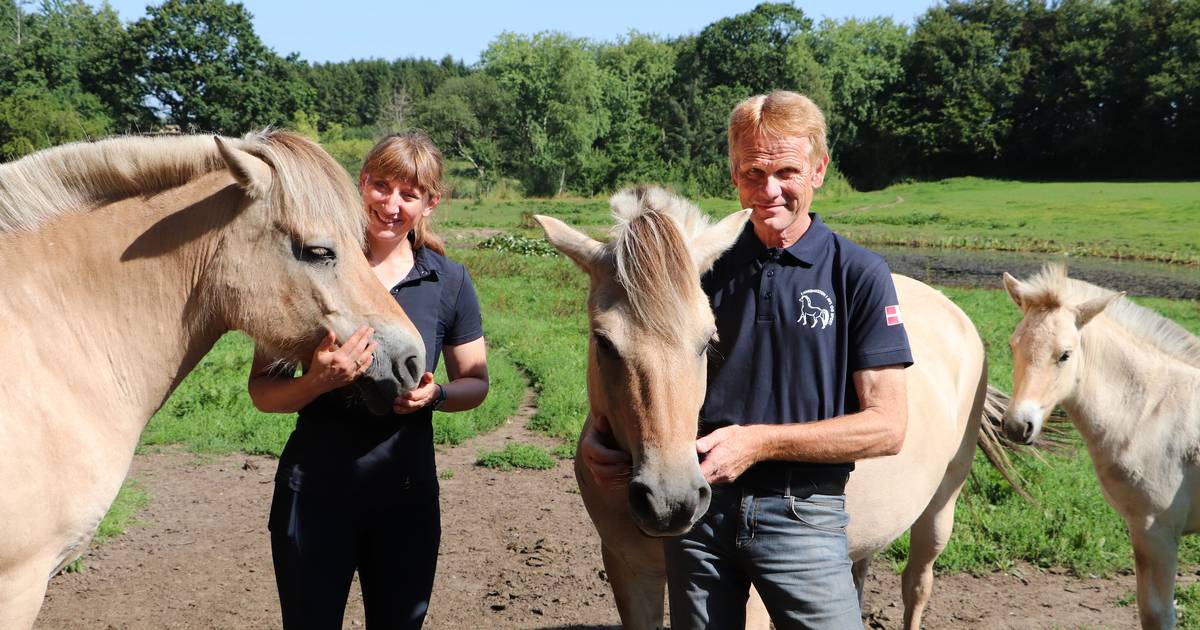 Fjordhesten skaber ro i krop og sind - Din Avis