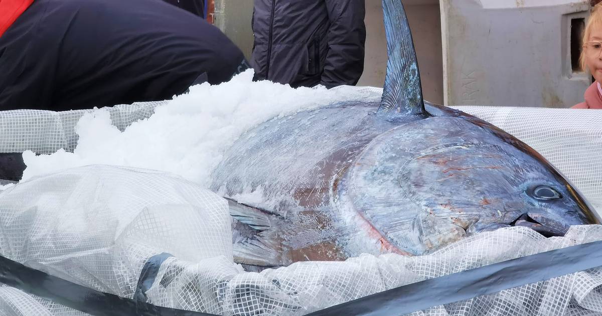Kæmpe tunfisk fanget ved Gilleleje - Din Avis