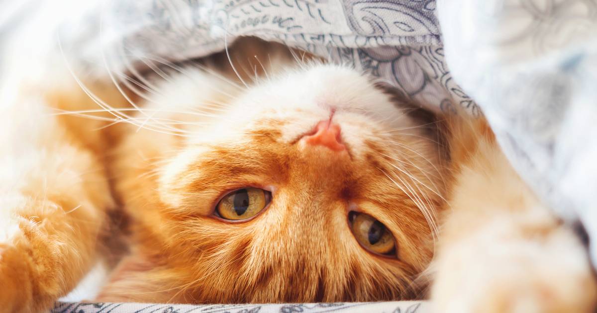 Finder skudt kat i skraldespand - Din Avis