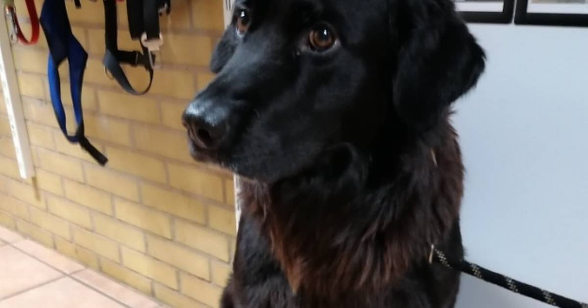 Gik helt alene på havnen: Hvem ejer sort labrador - Din Avis