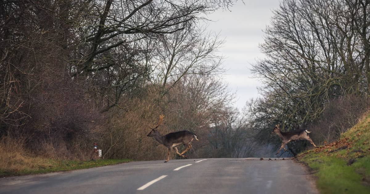 Over 10.000 hjorte påkøres om året - Din Avis