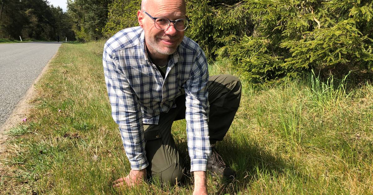 Vilde vejkanter for insekternes skyld - Din Avis