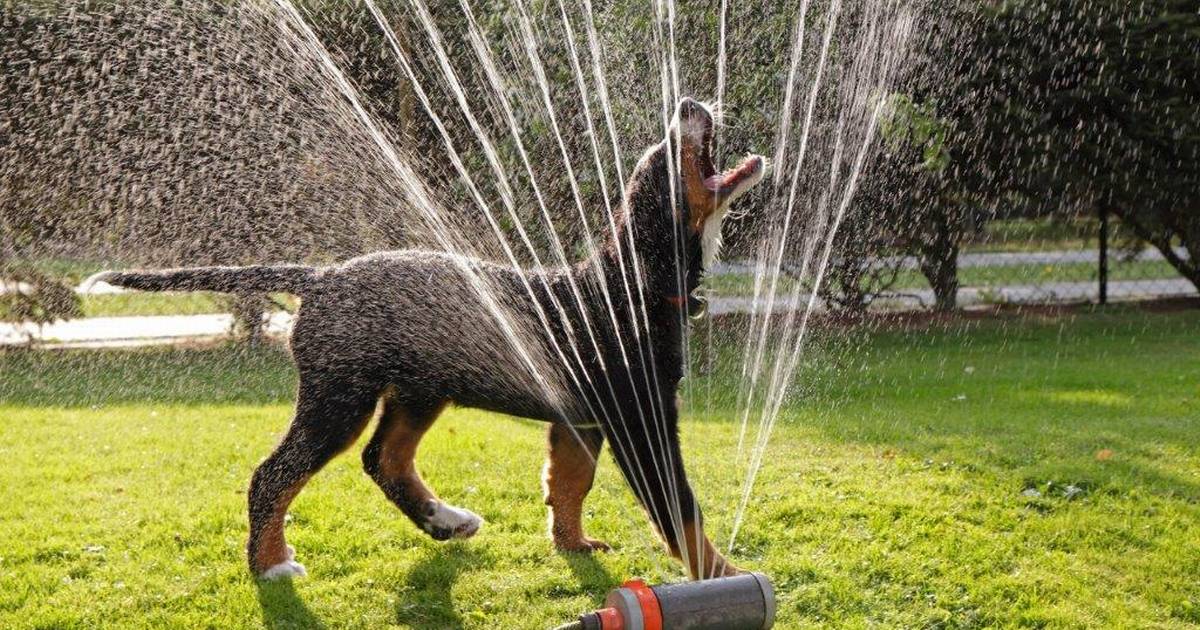 Haven kan være den rene gift for din hund - Din Avis