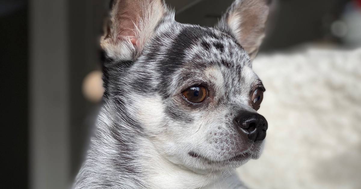 Efterlysning: Har du set lille Marley? - Din Avis