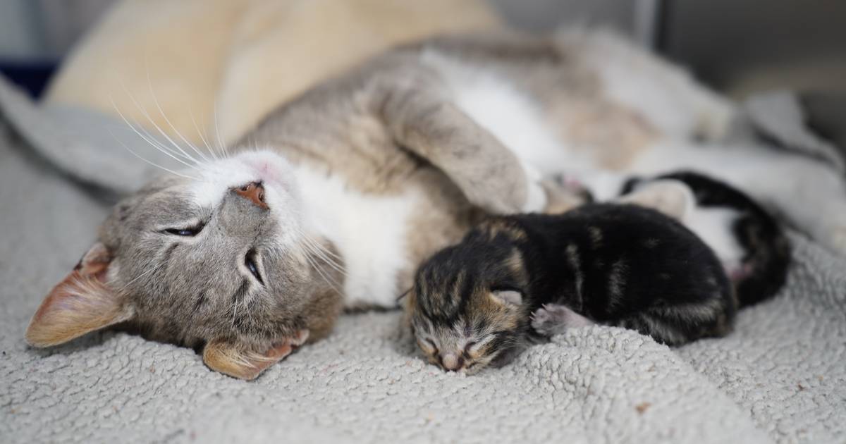 Katte og killinger vælter ind: Men det er dig der hænger på den - Din Avis