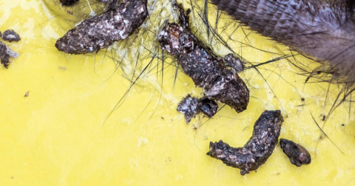 Muselort fundet i te - men bare hæld kogende vand på - Din Avis