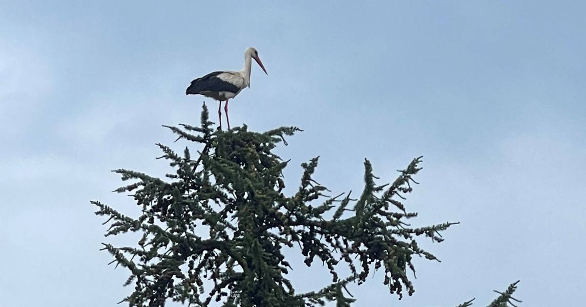 Storkens år i Østjylland? Her er den spottet - Din Avis