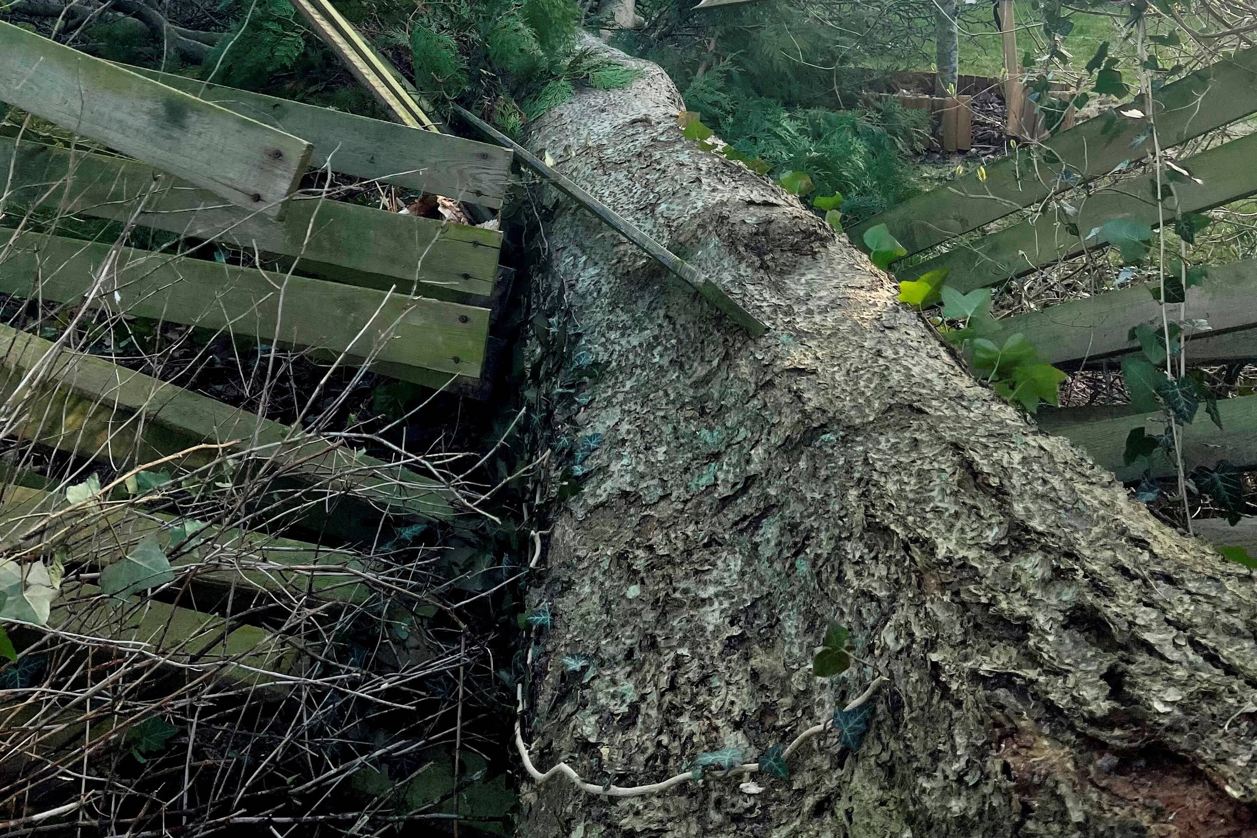 Sådan redder du træer og buske efter stormen - Din Avis