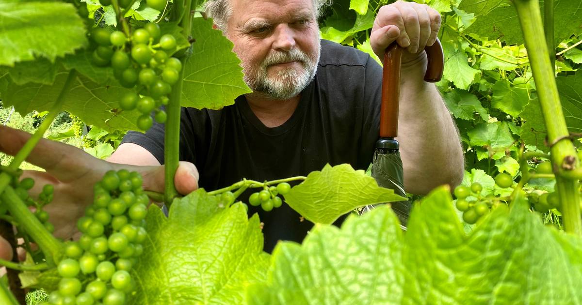 Vinbonden i Voldby: Fik blodprop i hjertet - midt i rankerne - Din Avis