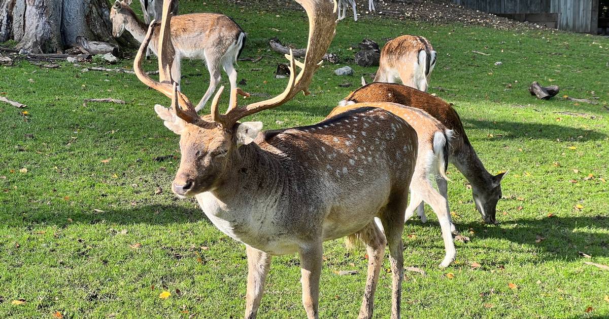 Lukket med øjeblikkelig virkning - på grund af brunst - Din Avis