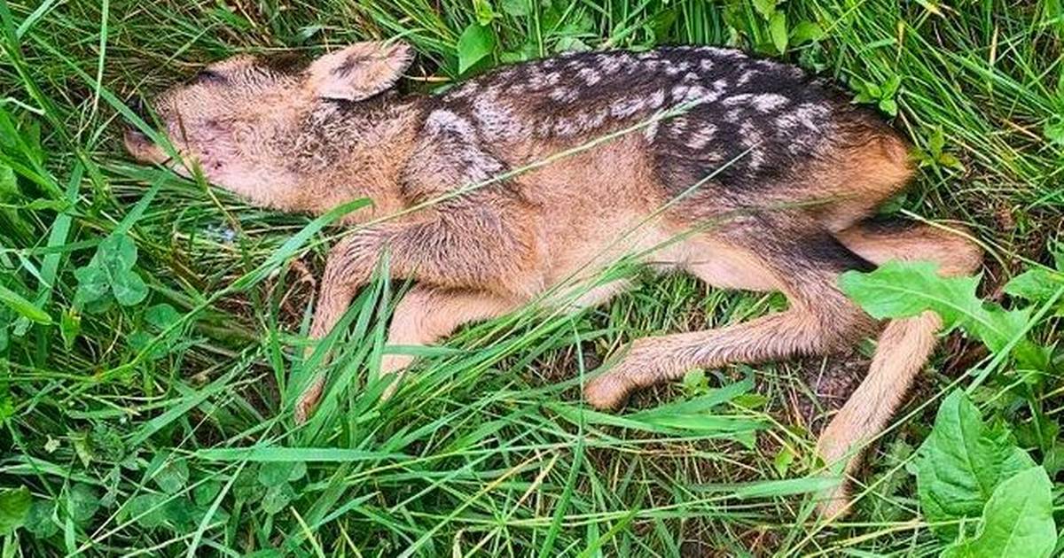 Hunde skambider hjorte og rålam: »Hold nu hunden i snor« - Din Avis