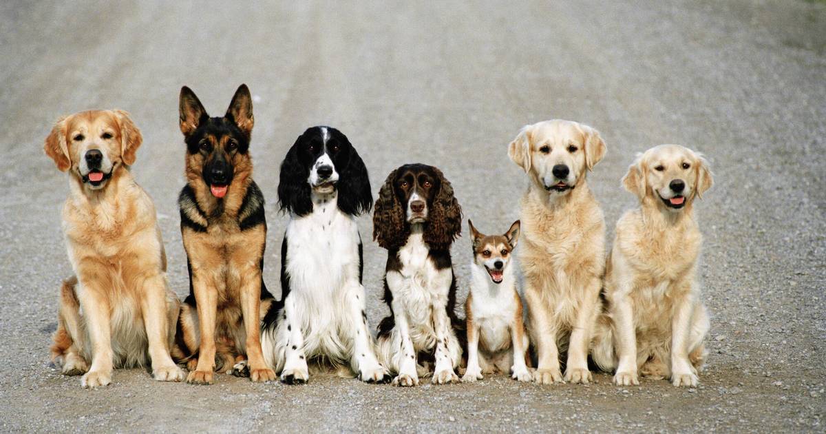 Her er de 10 mest populære hunderacer