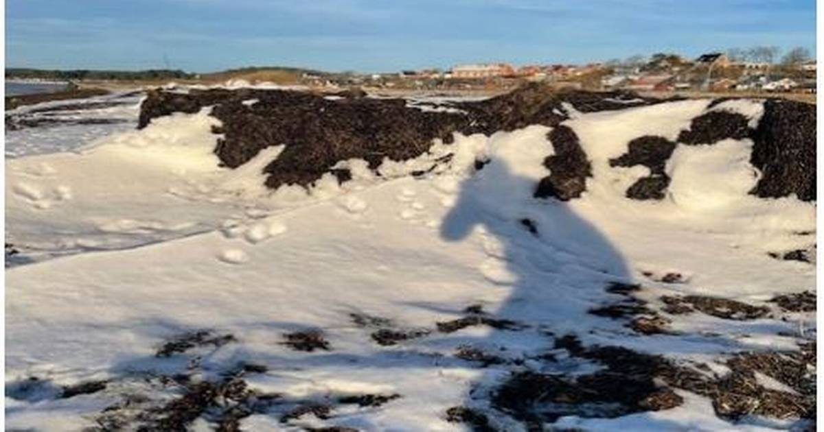 Tang på stranden: Er det sådan Ebeltoft skal se ud? - Din Avis