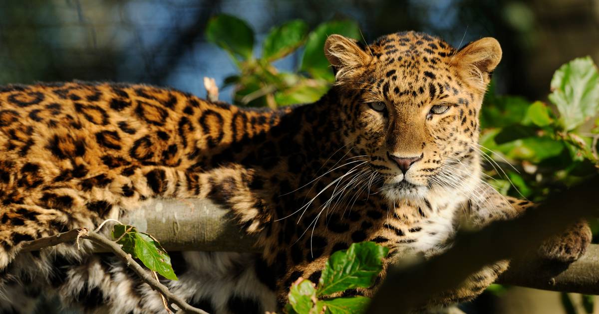 Sjælden leopard har født to killinger i Ree Park Safari - Din Avis