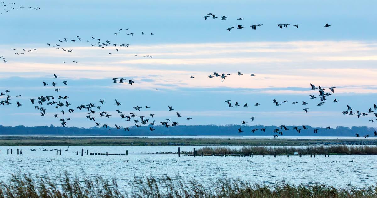 De kigger på fugle: Du er inviteret til Fuglenes Dag ved Egå Engsø ...