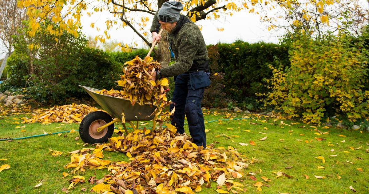 Ti gode råd om visne blade - Din Avis