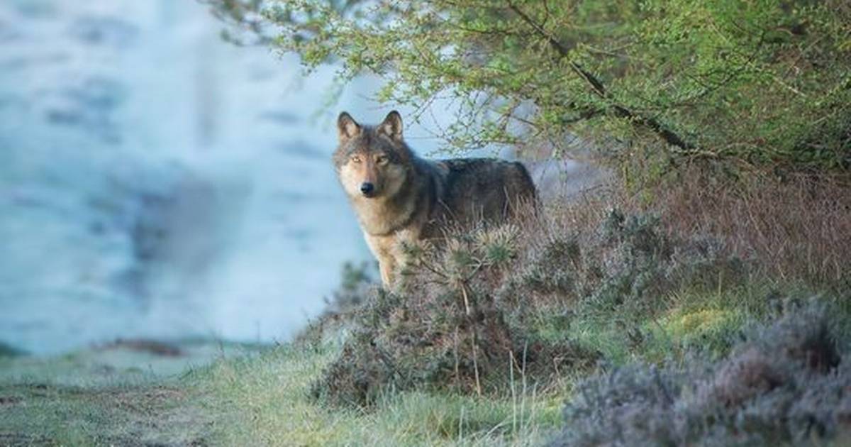Ulven: Naturens redningsmand eller husdyrenes plage? - Din Avis
