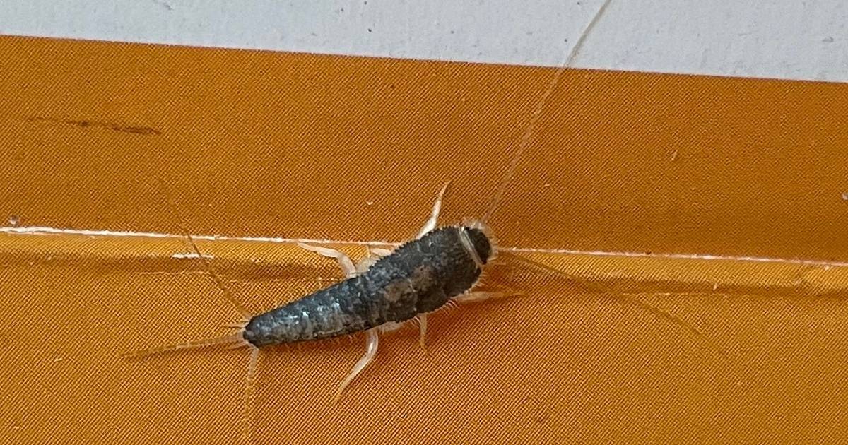 Mange danskere bor sammen med skægkræ - Din Avis