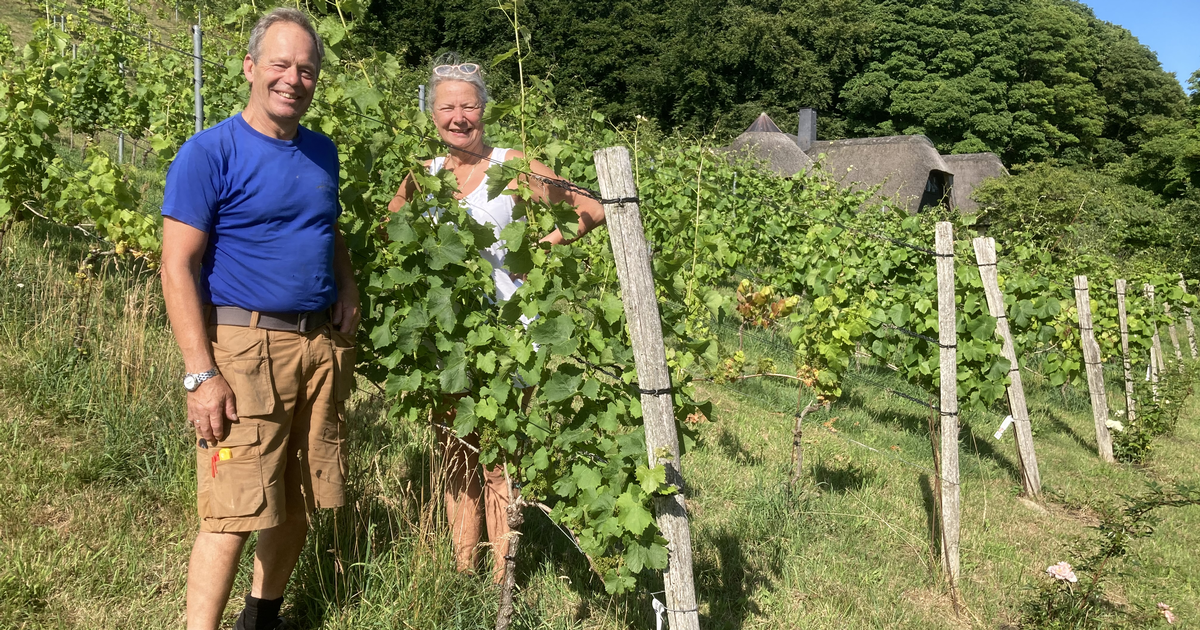 Koruplund Vingård og B&B: Flere og flere gæster kommer på grund af ...