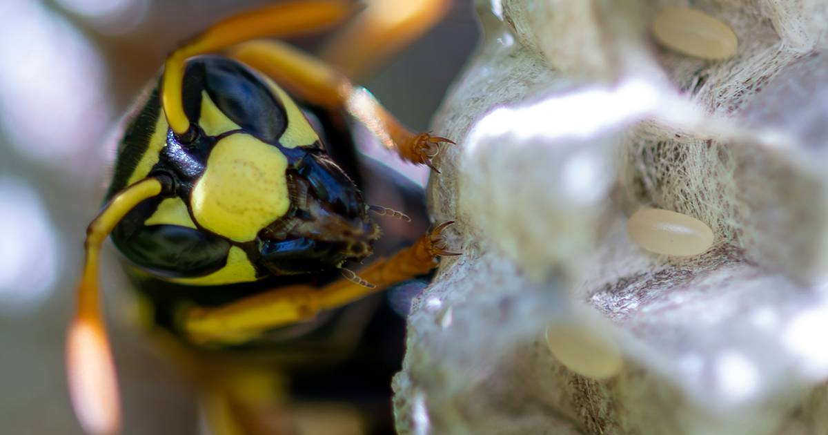 Vanvittig hvepsesommer: Dobbelt så mange danskere ringer efter hjælp ...