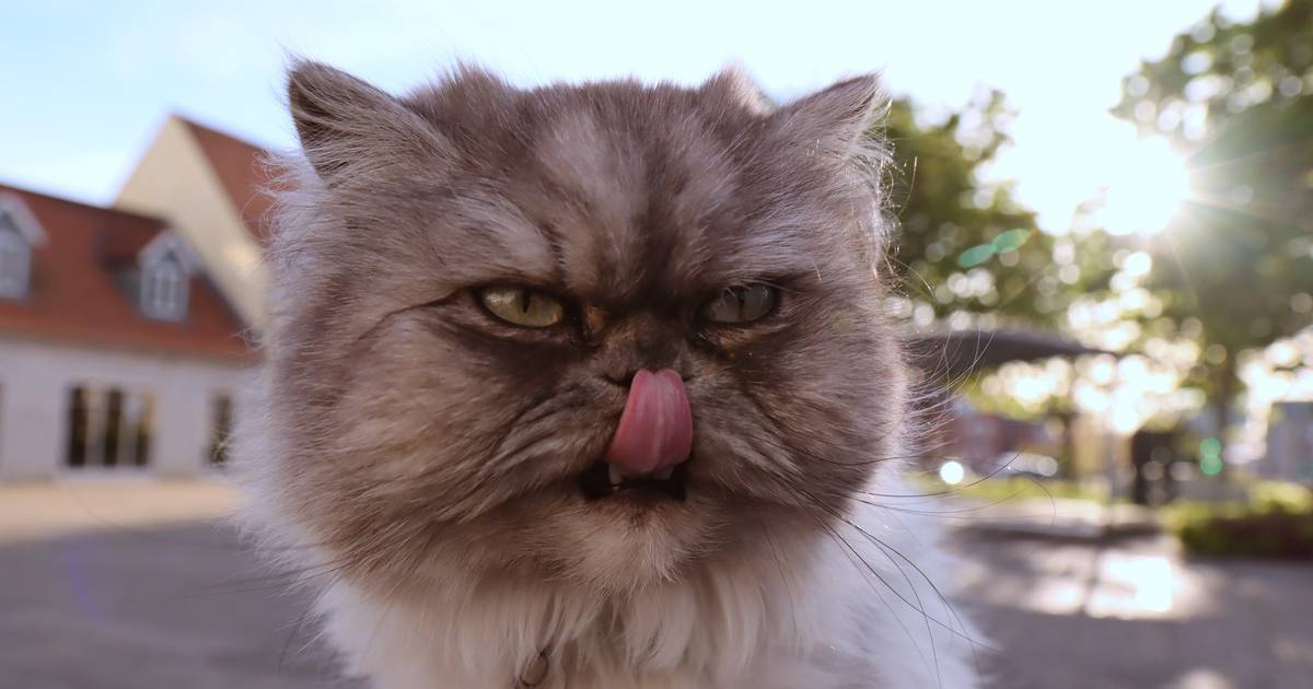 Efterlysning af kendt Insta-kat gav pote: Dukkede op i Aarhus - 200 ...