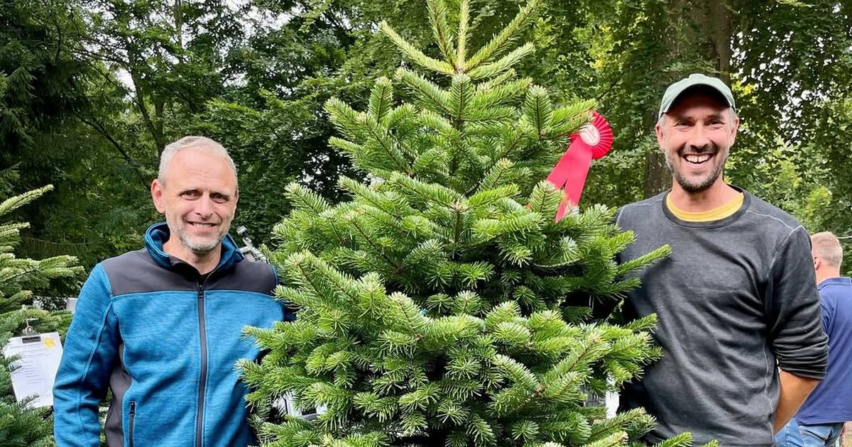 Aarhus-familier har dyrket Danmarks flotteste juletræ – og nu er det ...