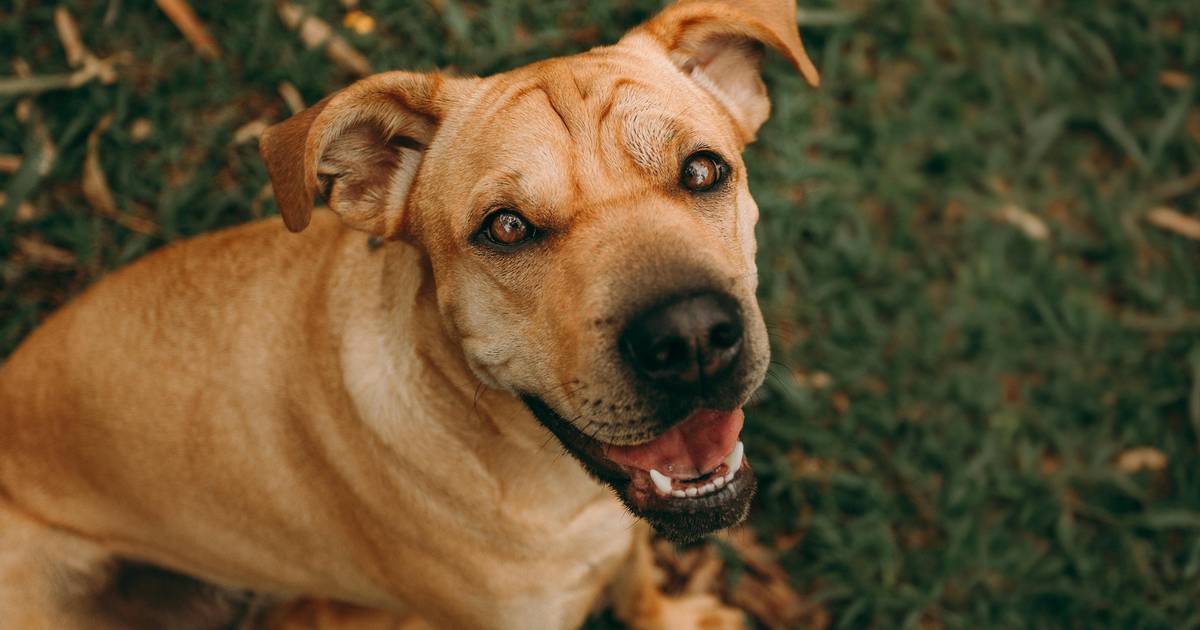 Hund – sådan finder du din nye firbenede ven hos dyreportal.dk - Din Avis