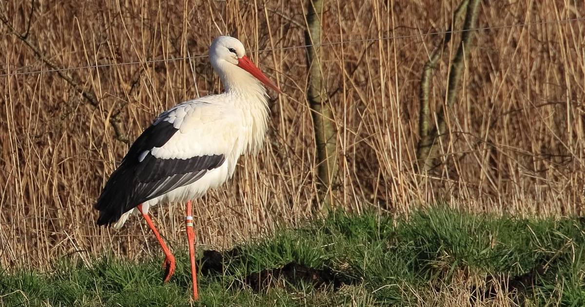 Storken er kommet til Norddjurs - men bliver den? - Din Avis