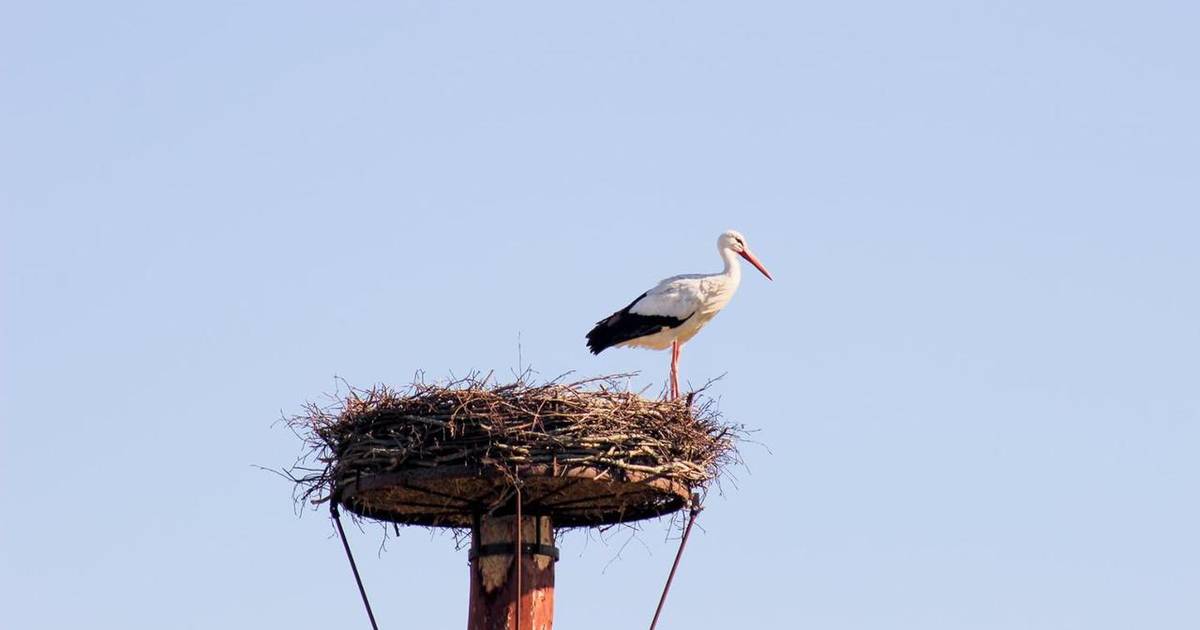 Ny stork er landet hos Det Grønne Museum - Din Avis