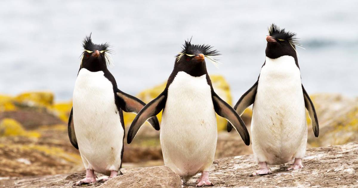 Første spadestik til pingvinanlæg i verdensklasse - Din Avis