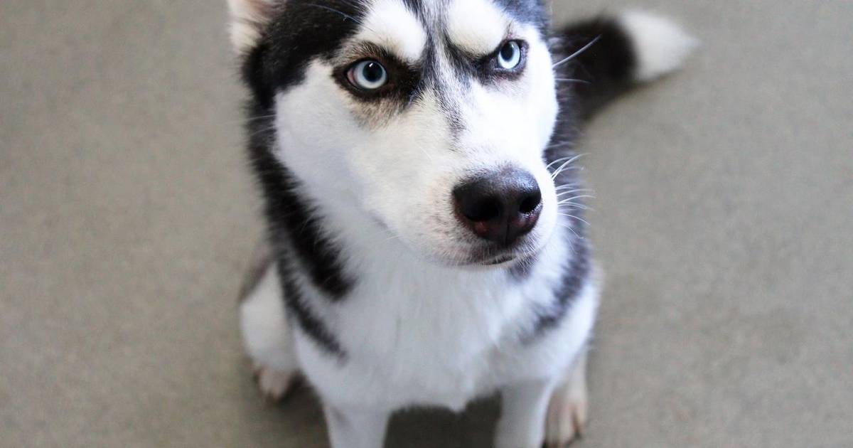 Huskyen Lucy var uønsket - Din Avis