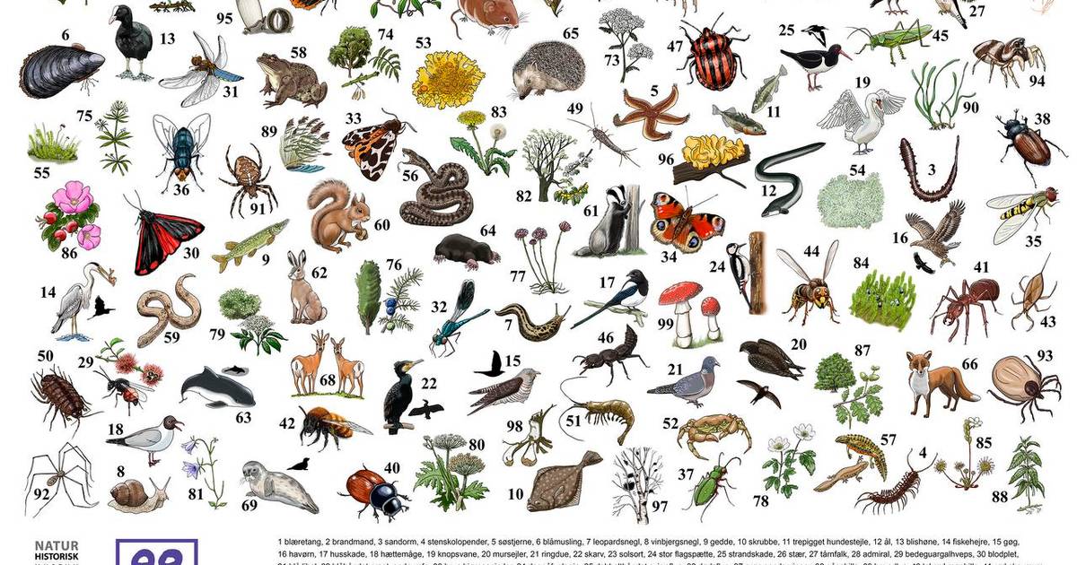 Kan du krydse 99 danske arter af? - Din Avis