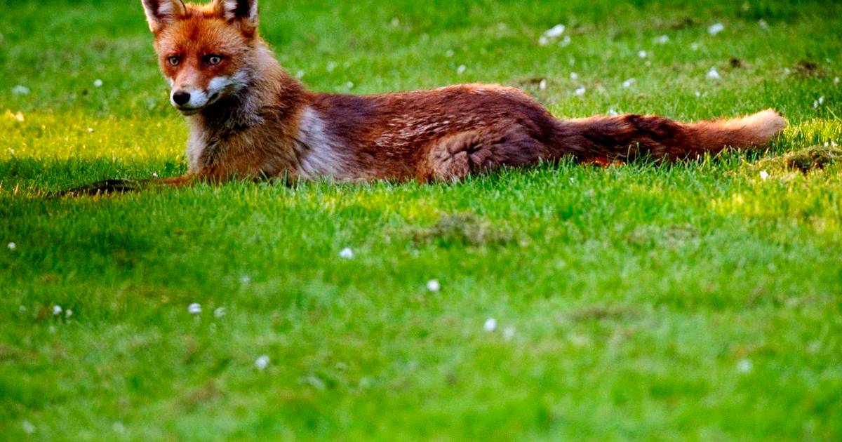 Ræv med stumpet hale tog den - Din Avis