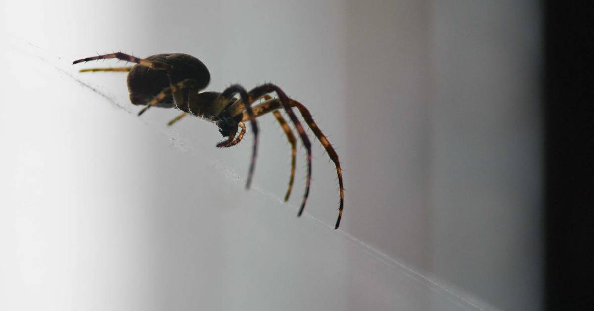 Dør edderkopper i støvsugeren?