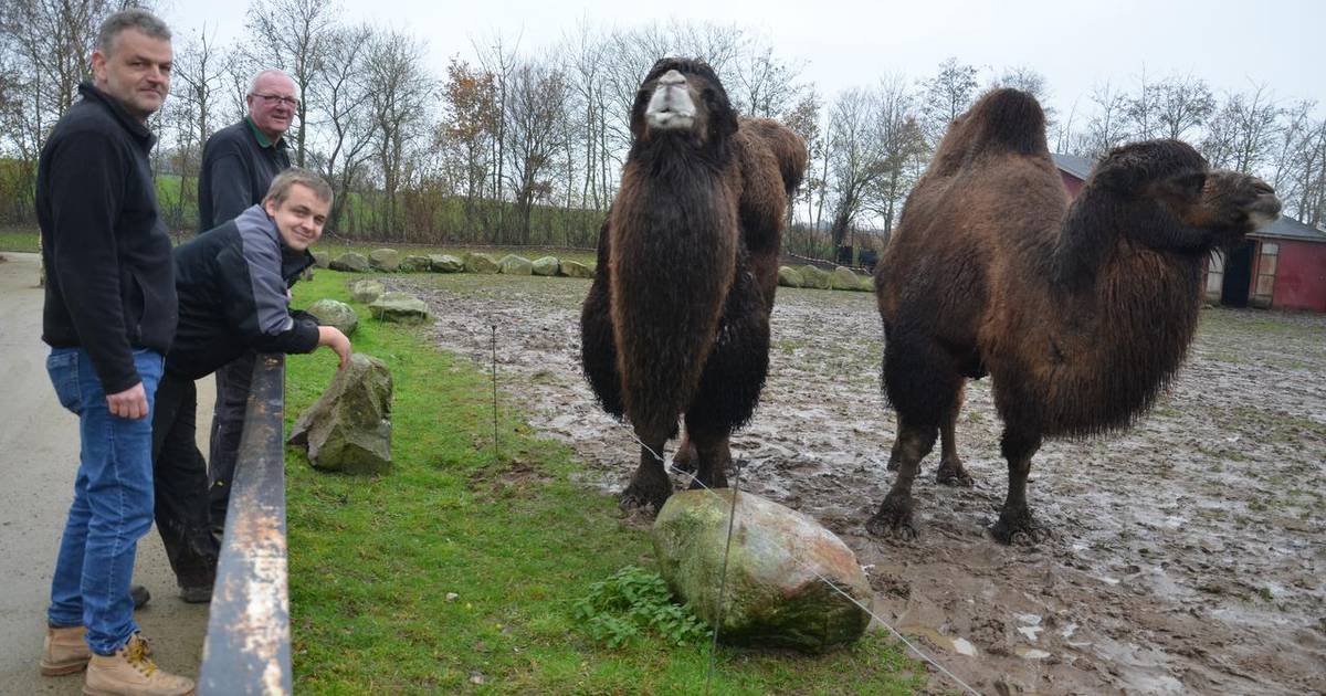 "Vågner op til aber og papegøjer" - Din Avis