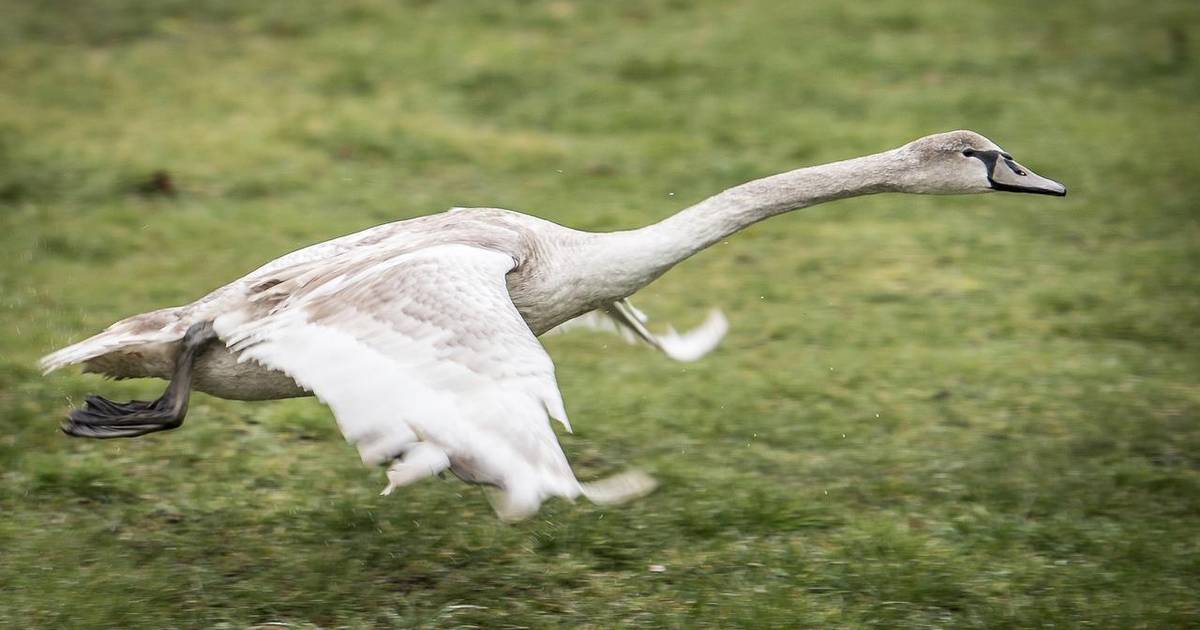 Svane påkørt på motorvejen