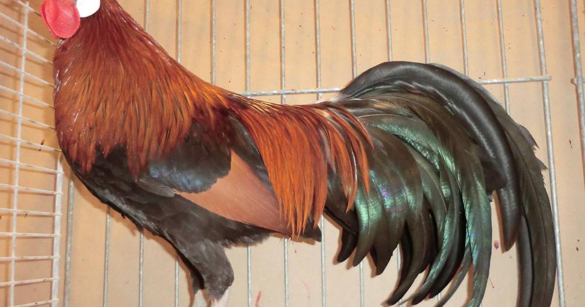 Haner til kamp i Hammel - Din Avis