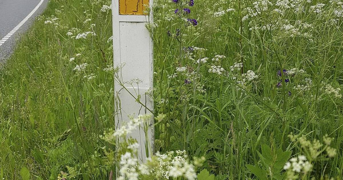 Undrer du dig også? Derfor klipper kommunen grøftekanterne - Din Avis