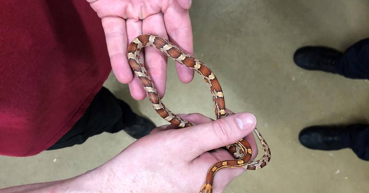 Hjælp, der er en slange i vores lejlighed - Din Avis