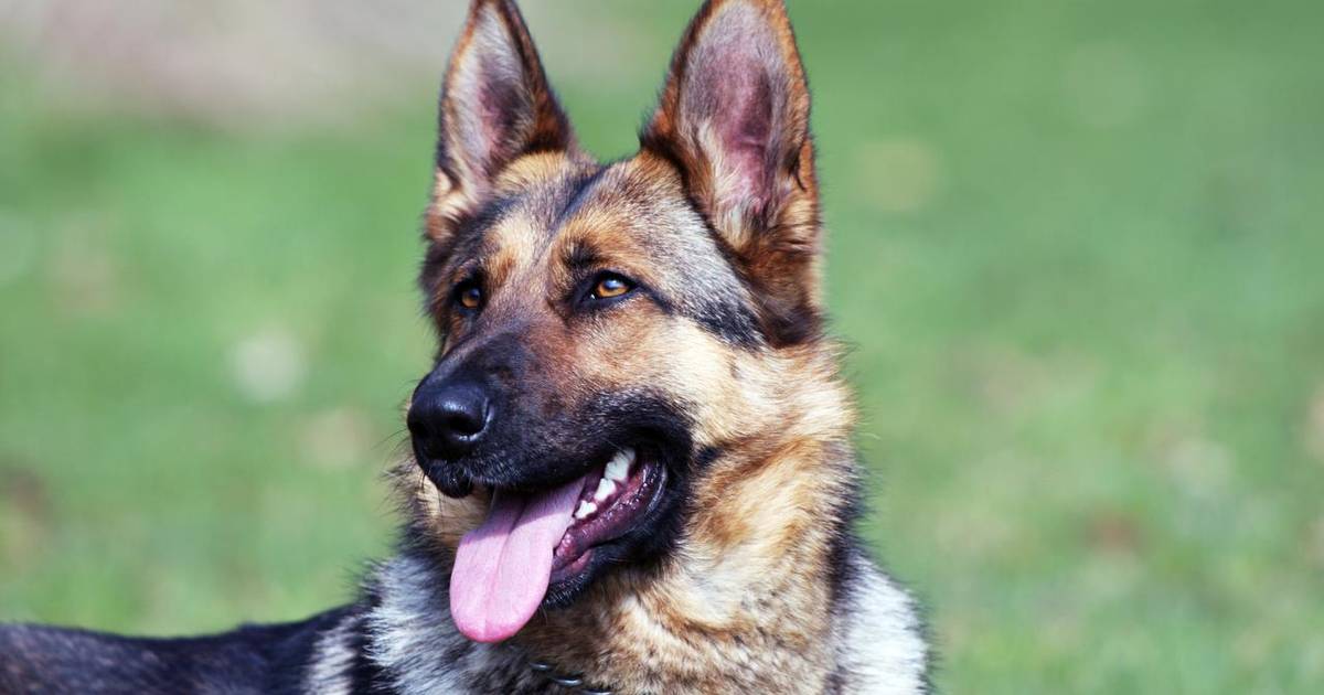 Schæferhund fangede indbrudstyv på græsplæne - Din Avis