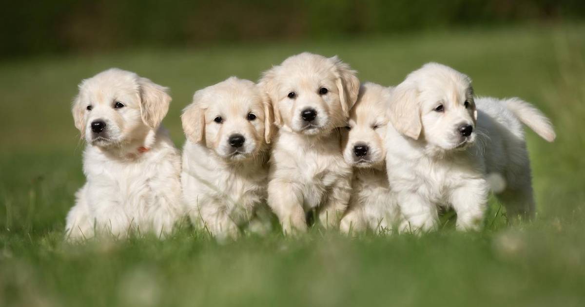 Fem raske hundehvalpe aflivet - Din Avis