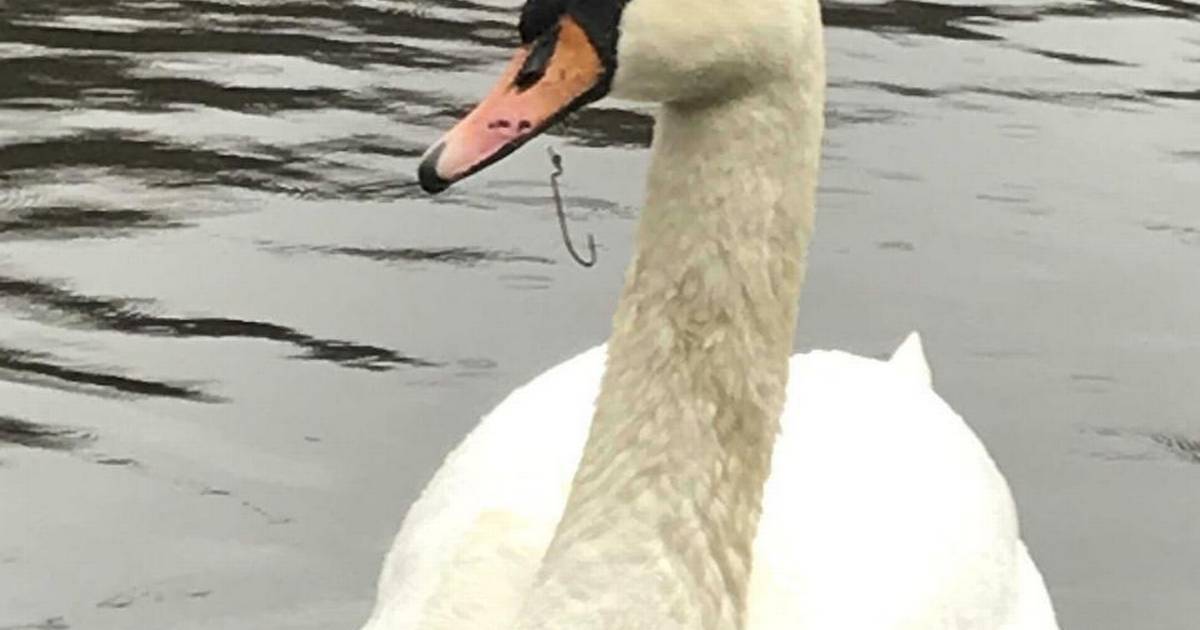 Fiskeri er forbudt, hvor svane har fået fiskekrog i næbbet - Din Avis