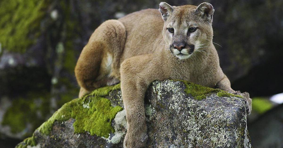 Kvinde hånet på Facebook: Fortalte om ny puma-spotning - Din Avis