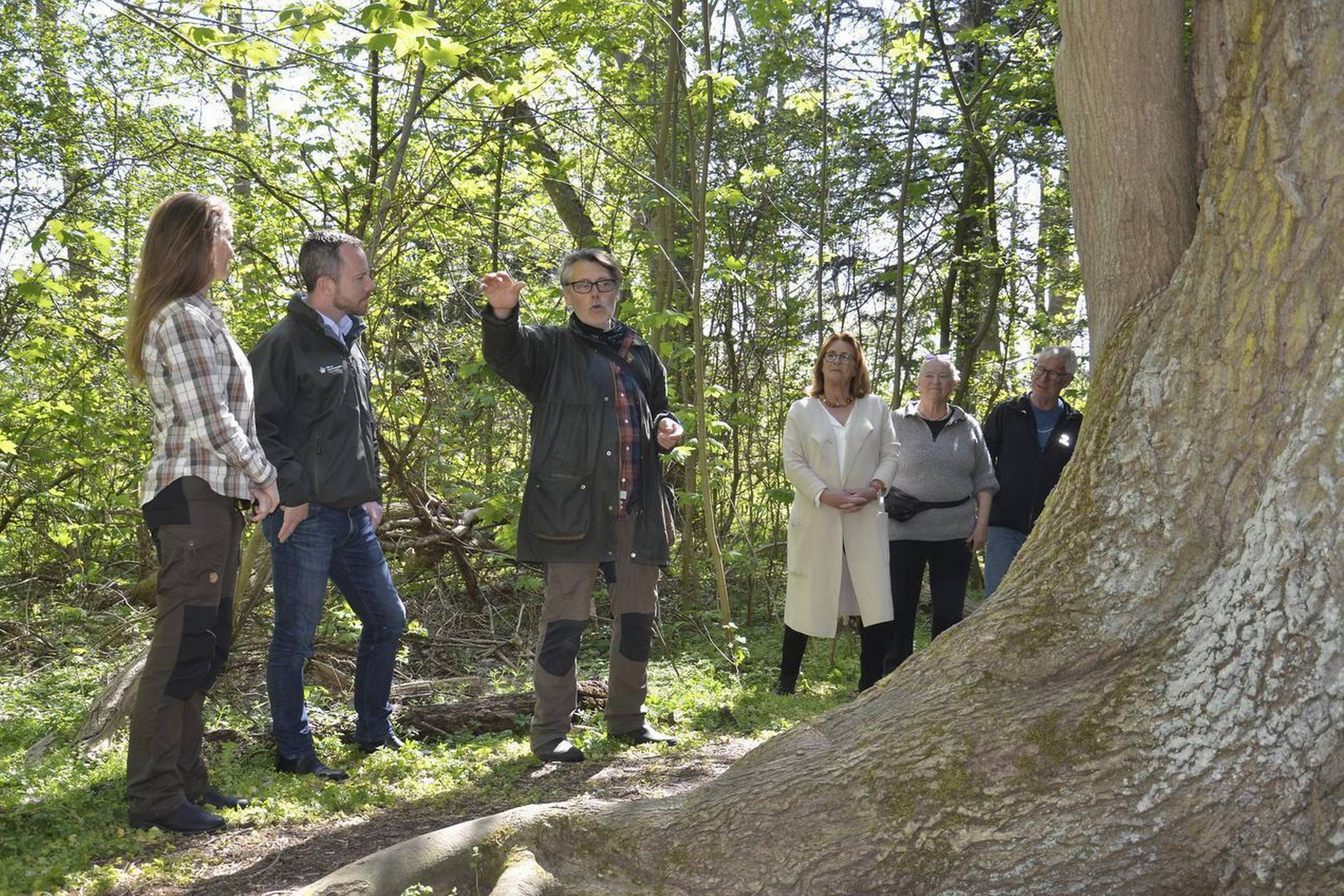 Natur: En kæmpe ask ved Kalø blev Evighedstræ nummer 100 - Din Avis